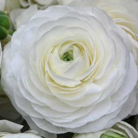 Ranunculus White (10 bulbi), bulbi Piciorul Cocosului, culoare albă ...
