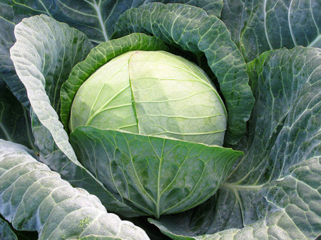 Varza Landini F1 (2500 sem), seminte hibrid rezistent, varza pentru ...