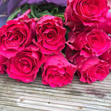 Trandafir Rhodos roz (1 butas), trandafiri pepiniera, flori mari ...