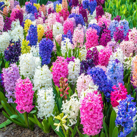 Zambile Mixed (3 bulbi), bulbi Hyacinthus flori bogate, diferite culori, Agrosem