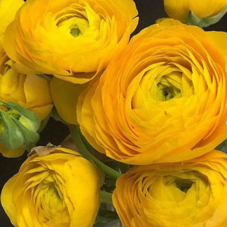 Ranunculus Yellow (10 bulbi), bulbi Piciorul Cocosului, culoare galbenă ...