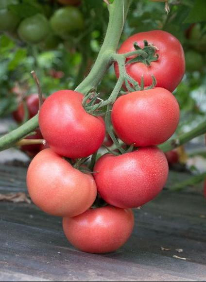 Rosii Rozy F1 (250 sem), seminte hibrid nedeterminat, tomate roz ...