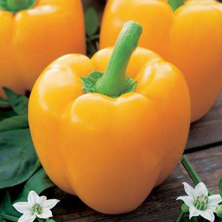 Ardei gras Quadrato d'Asti Giallo (3 g), seminte ardei gras Asti Galben ...