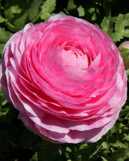 Ranunculus Pink (10 bulbi), bulbi Piciorul Cocosului, culoare roz, Agrosem