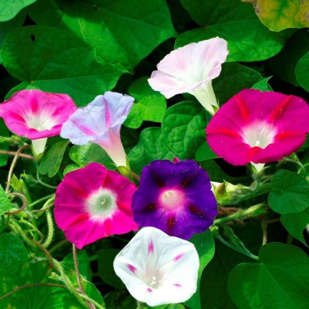 Zorele cataratoare mix (1g), seminte planta ornamentala Ipomoea ...