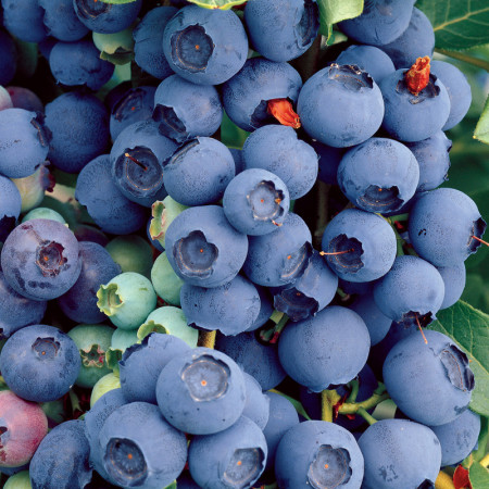 Afin Bluecrop (1 butas), soi fructe mari, pulpa ferma, gust excelent