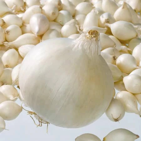 Arpagic alb White Snowball (500 g), arpagic calibrul 8/16 mm, ceapa ...