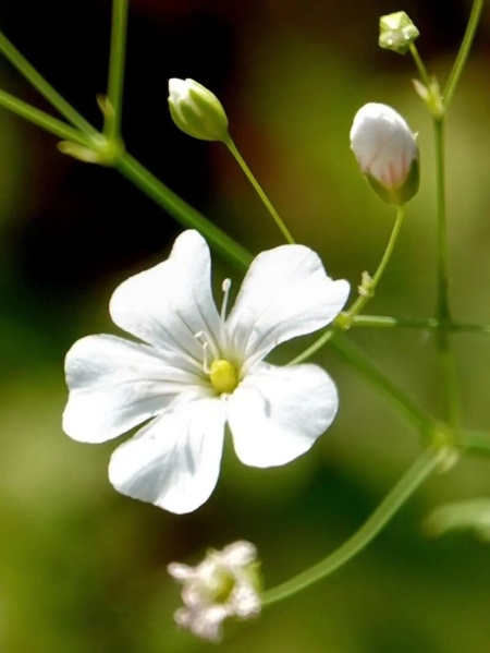 Floarea Miresei anuala alba (2 g), seminte planta ornamentala anuala ...