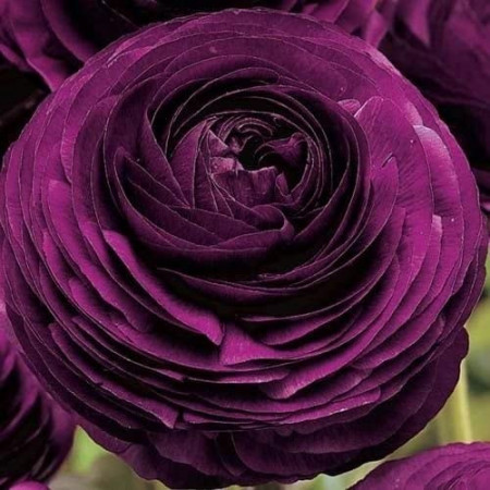 Ranunculus Purple (10 bulbi), bulbi Piciorul Cocosului, culoare mov ...