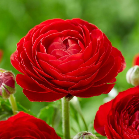 Ranunculus Red (10 bulbi), bulbi Piciorul Cocosului, culoare rosie, Agrosem