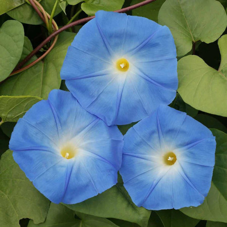 Zorele urcatoare albastru deschis (2 g), seminte planta ornamentală ...