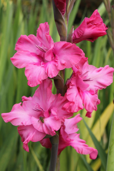 Gladiola Kingston (7 bulbi), bulbi gladiole flori mari, petale gofrate ...