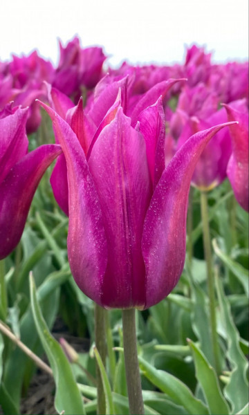 Lalele Jazz (8 bulbi), bulbi lalele flori forma de crin, culoare mov ...