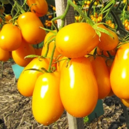 Rosii Zlatista (0,2 g), seminte soi mediu timpuriu semideterminat ...