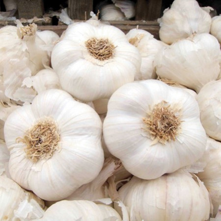 Usturoi alb Madaidor (250 g), samanta usturoi productiv, bulbi mari ...