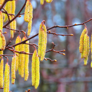 Alun turcesc (3 puieti), arbust rezistent la ger, Yurta