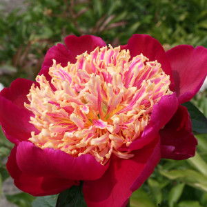 Bujori Sword Dance (1 bulb), bulbi bujori flori mari, stralucitoare ...