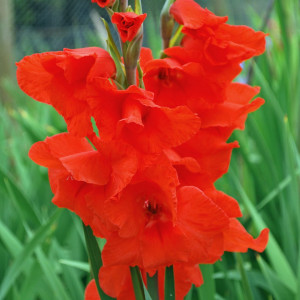 Gladiola Oscar (7 bulbi), bulbi gladiole flori mari, petale gofrate ...