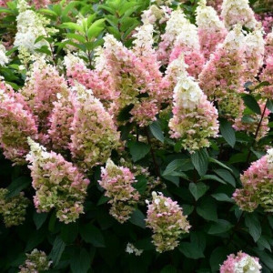 Hortensie Candlelight (1 butas), hortensie parfumata flori culori ...