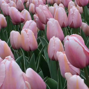 Lalele Sweet Impression (8 bulbi), bulbi lalele flori culoare roz ...