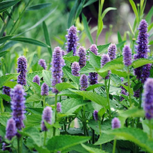 Lophantus Aromat de Buzau (2 g), seminte planta aromatica medicinala ...