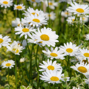Margarete albe (0,25 g), seminte planta ornamentala Leucanthemum ...