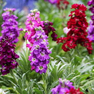 Mixandre amestec (0,5 g), seminte plante ornamentale anuale Matthiola ...