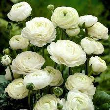 Ranunculus White (10 bulbi), bulbi Piciorul Cocosului, culoare albă ...
