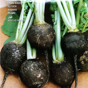 Ridiche neagra Nero Tondo d'Inverno (100 g), seminte ridiche neagra de ...