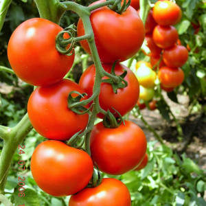 Rosii Primadona F1 (500 sem), seminte hibrid nedeterminat, tomate mari ...