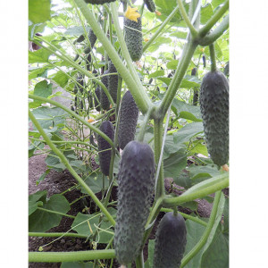 Castraveti cornichon KittoF1 (500 sem), seminte hibrid timpuriu, leaga ...