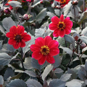 Dalie Happy Single Romeo (1 bulb), bulbi dalii flori foarte atractive ...