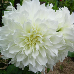 Dalie Snowcountry (1 bulb), bulbi dalii flori foarte mari, bătute, albe ...