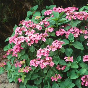 Hortensie Taube (1 butas), hortensie parfumata flori mari, roz-rosii ...