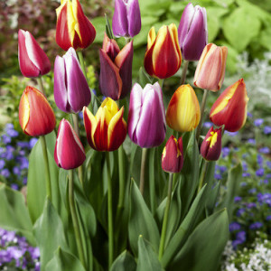 Lalele Botanical Mixed (8 bulbi), bulbi lalele soiuri naturale ...
