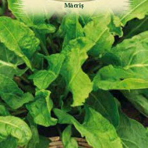 Macris (0,5 g), seminte planta anuala Rumex acetosa, frunze verzi, mari ...