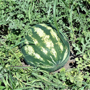 Pepene verde Miracle F1 (1000 sem), seminte pepene rosu hibrid ...