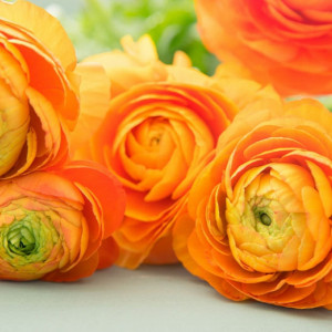 Ranunculus Orange (10 bulbi), bulbi Piciorul Cocosului, culoare ...