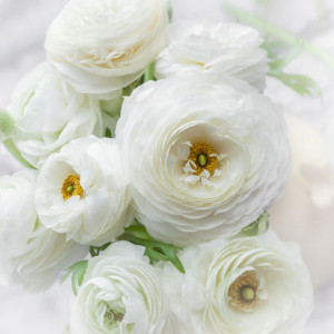 Ranunculus White (10 bulbi), bulbi Piciorul Cocosului, culoare albă ...
