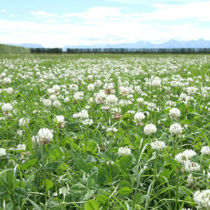 Trifoi alb Huia (400 g), seminte soi densitate mare, rezistent la ...