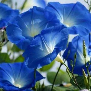 Zorele urcatoare Heavenly Blue (2 g) seminte Ipomoea tricolor ...