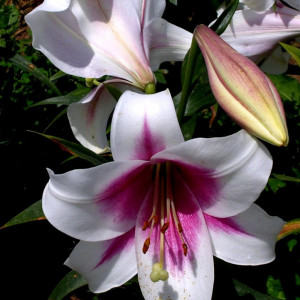 Crin Triumphator (3 bulbi), bulbi crini flori bicolore roz deschis-mov ...