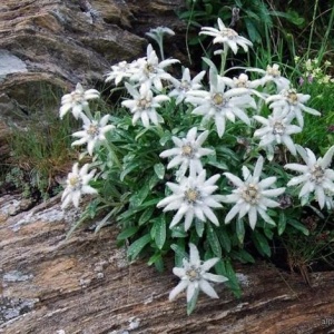 Floare de Colt (0,02 g) seminte Leontopodium alpinum, flori deosebite ...
