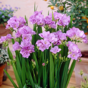 Frezie Double Purple (10 bulbi), bulbi frezii flori duble, parfumate ...