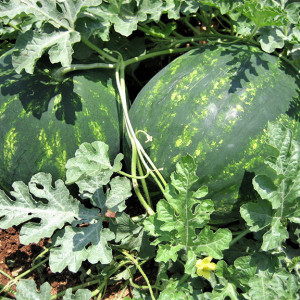 Pepene verde Splendid F1 (1000 sem), seminte pepene rosu hibrid ...