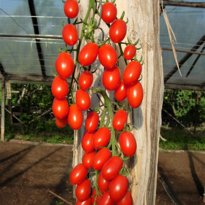 Rosii Lucinda F1 reanalizata (100 sem), seminte hibrid tomate cherry ...