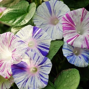 Zorele urcatoare Arlequin (1 g) seminte Ipomoea purpurea cataratoare ...