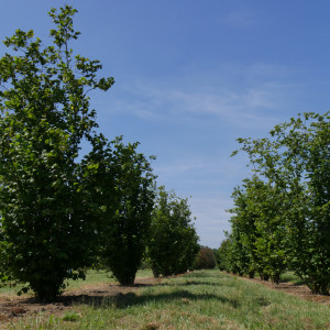 Alun turcesc (3 puieti), arbust rezistent la ger, Yurta
