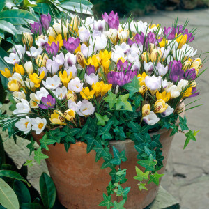 Branduse Botanical Mixed (25 bulbi), bulbi Crocus timpurii, amestec ...