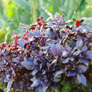 Busuioc rosu Dark Opal (1 g), seminte planta aromatica Ocimum basilicum ...